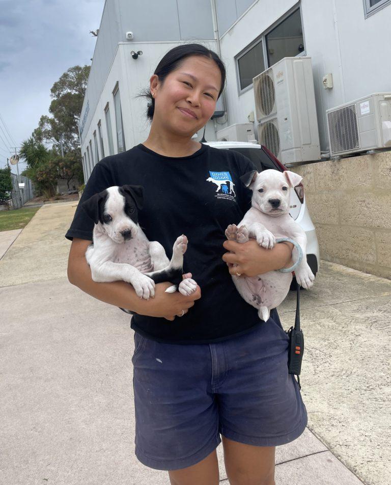 Animal Care Attendants - Dogs' Refuge Home