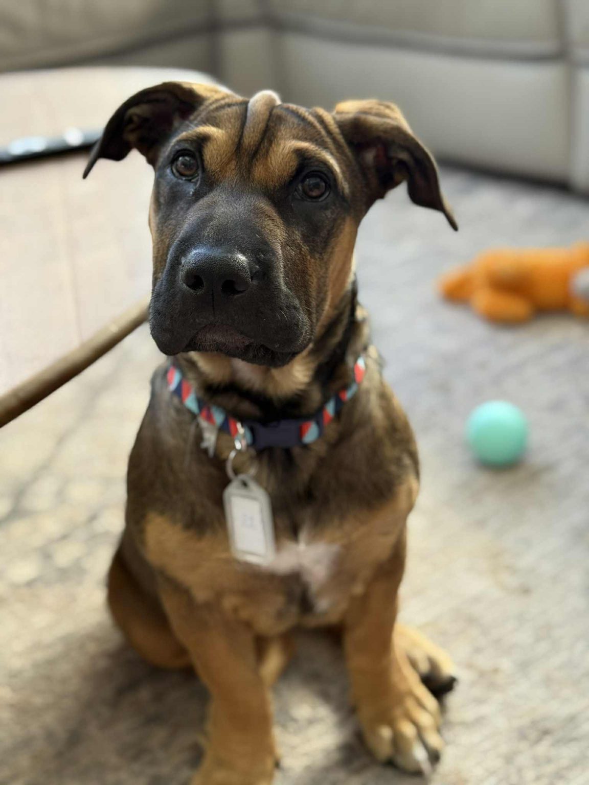 Jay Jay – Dogs' Refuge Home