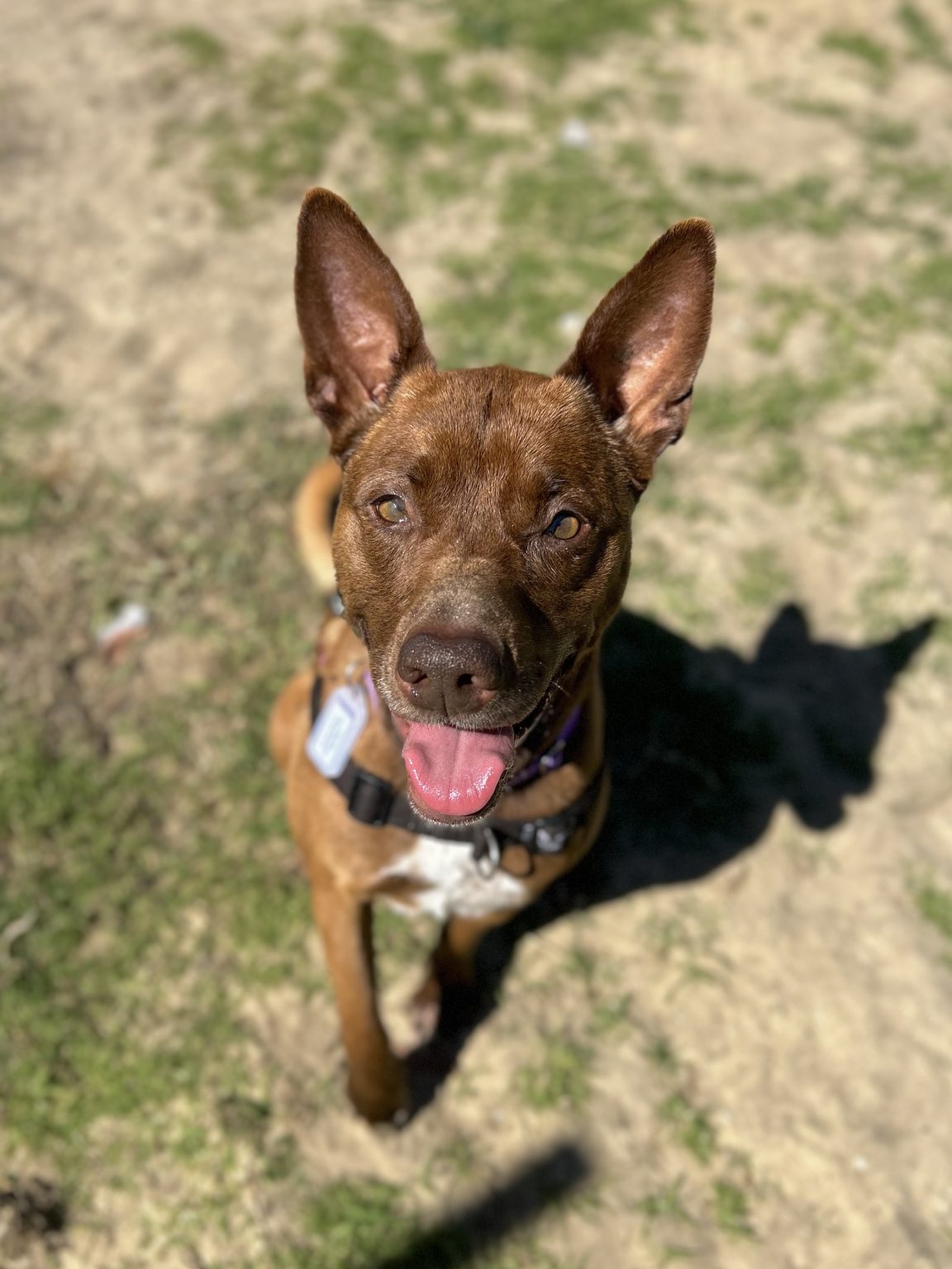 Coco – Dogs' Refuge Home