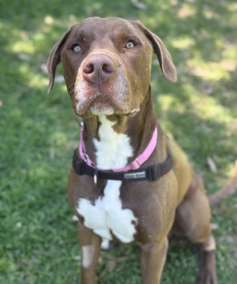 Max – Dogs' Refuge Home
