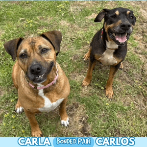 Carlos – Dogs' Refuge Home