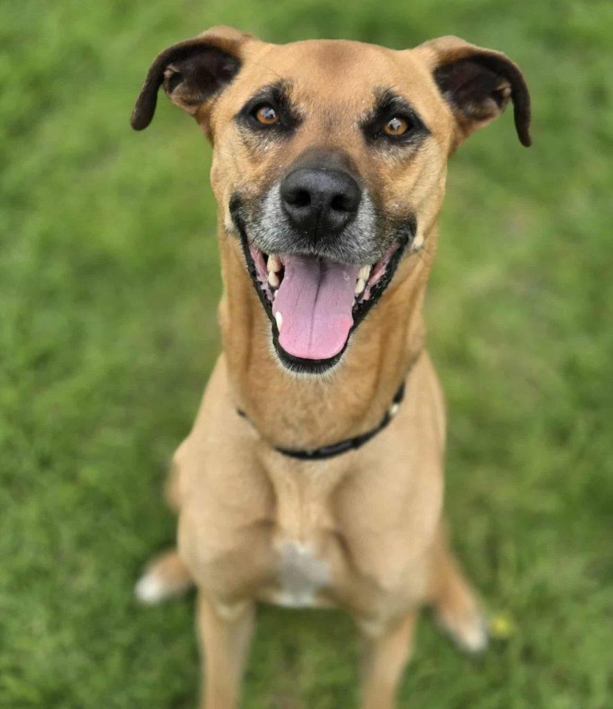 Ginny – Dogs' Refuge Home