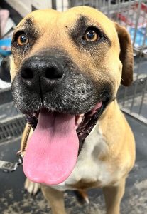 Gypsy – Dogs' Refuge Home