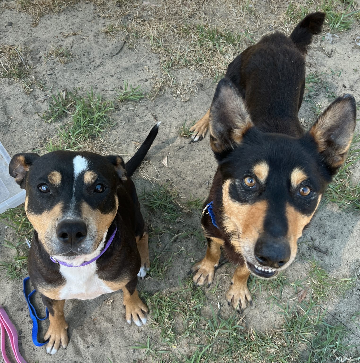 Marco – Dogs' Refuge Home