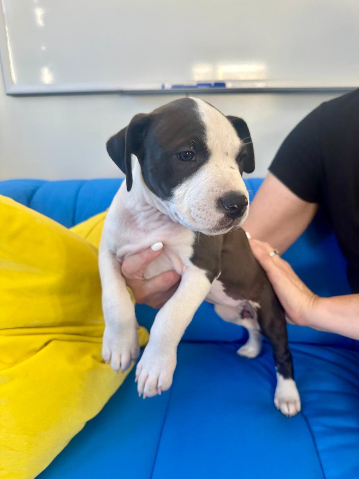 Doris Day – Dogs' Refuge Home
