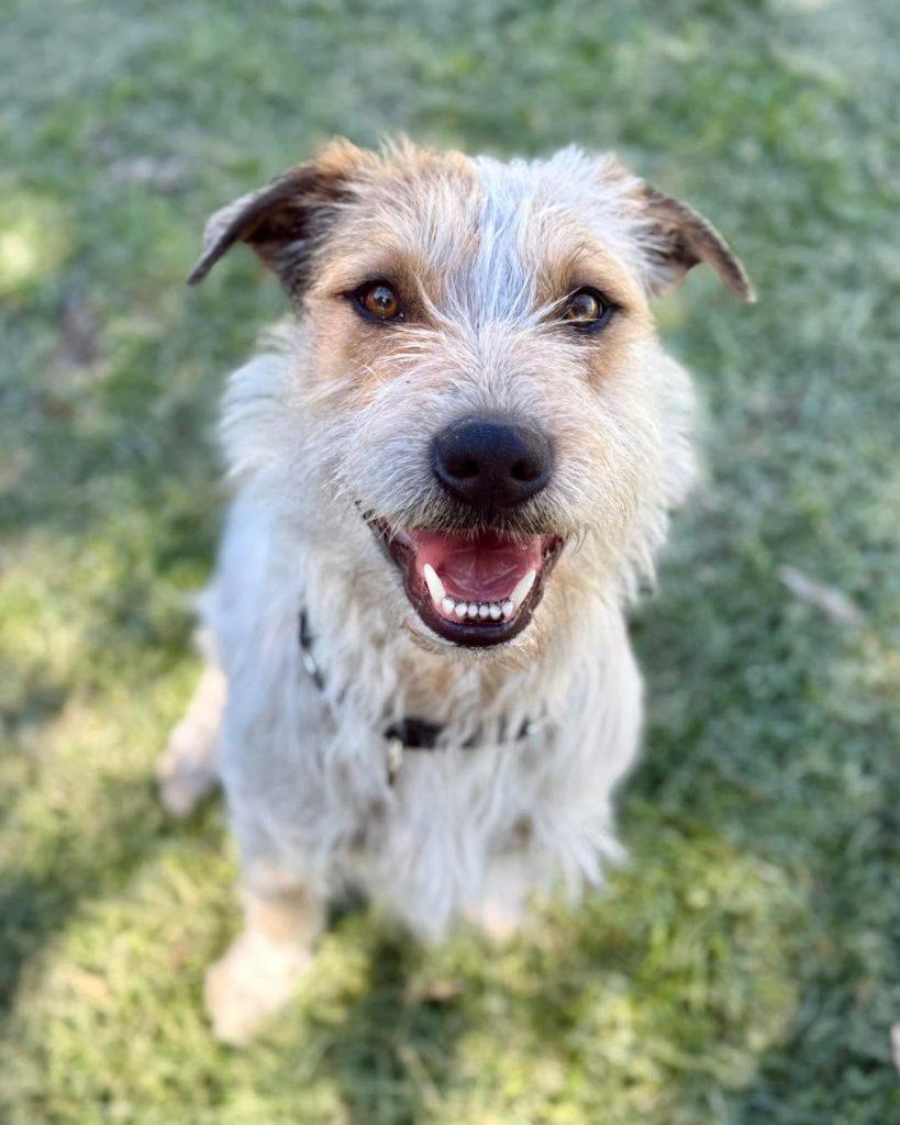Patch – Dogs' Refuge Home