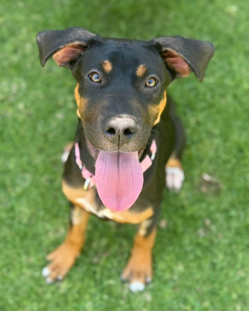 Adele – Dogs' Refuge Home