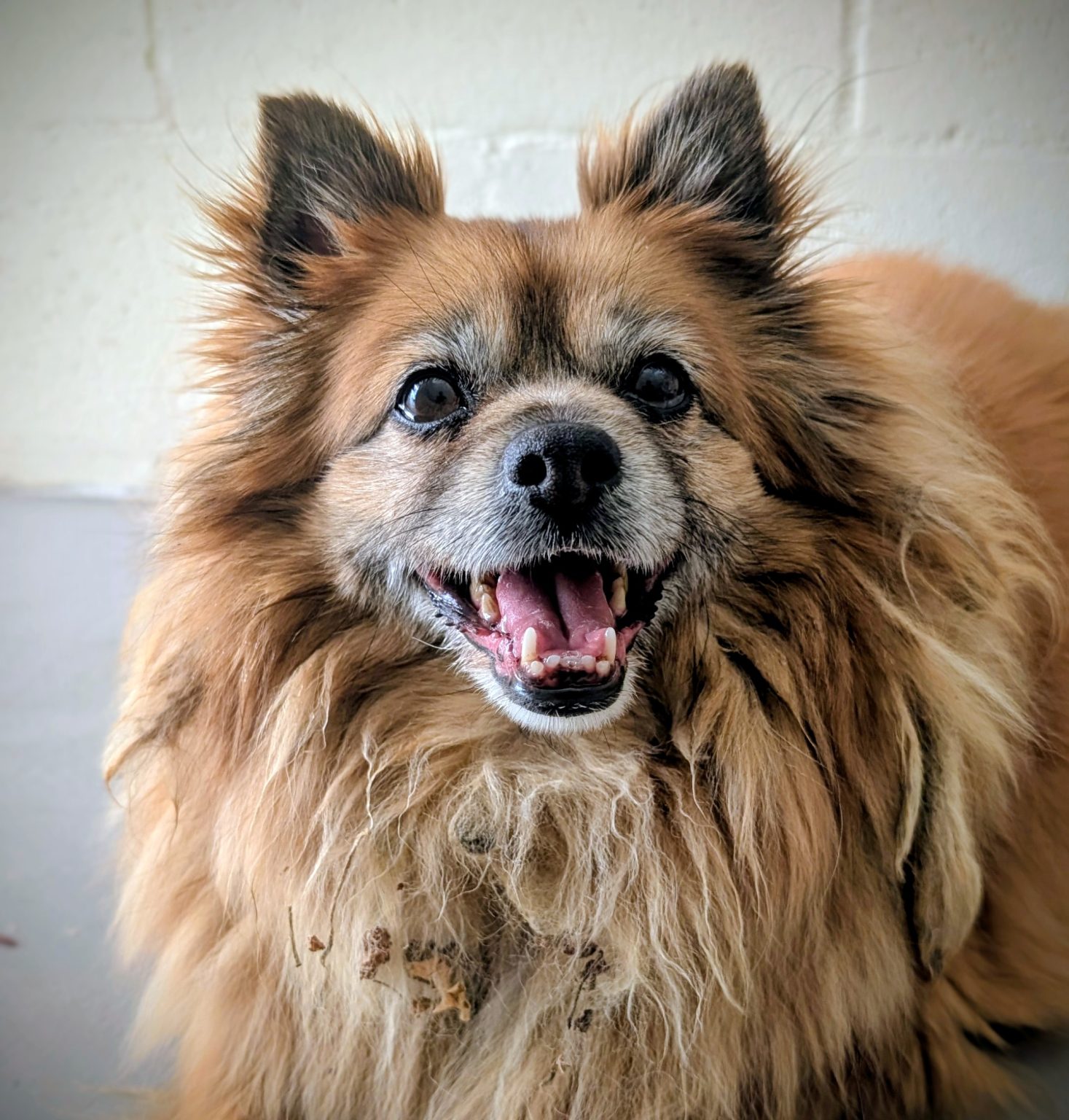 Felicia – Dogs' Refuge Home