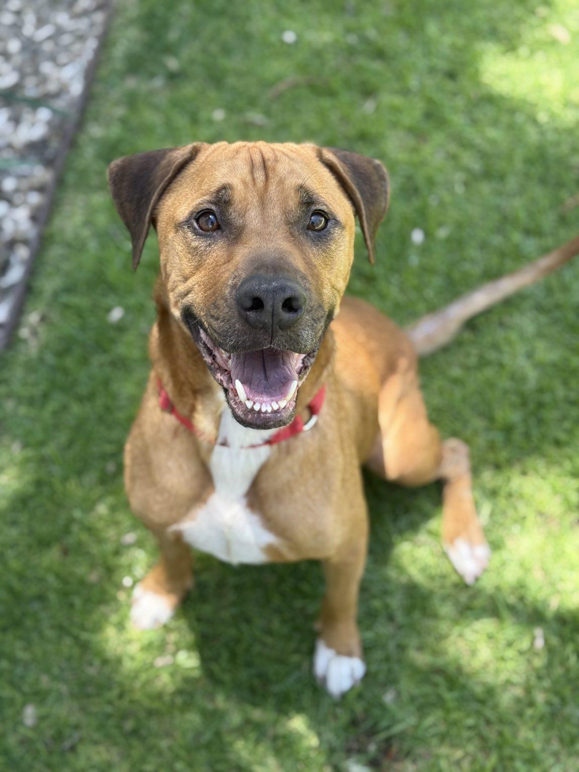 Cosmo – Dogs' Refuge Home