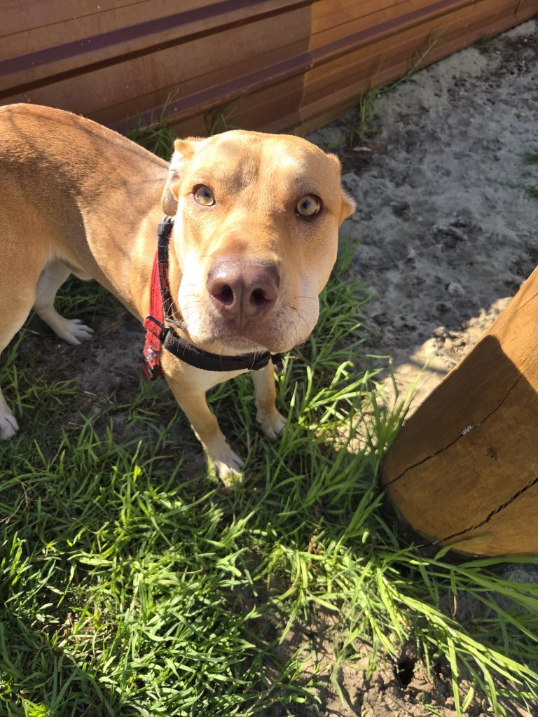 Thomas – Dogs' Refuge Home