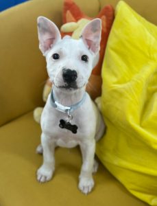 Whitney – Dogs' Refuge Home