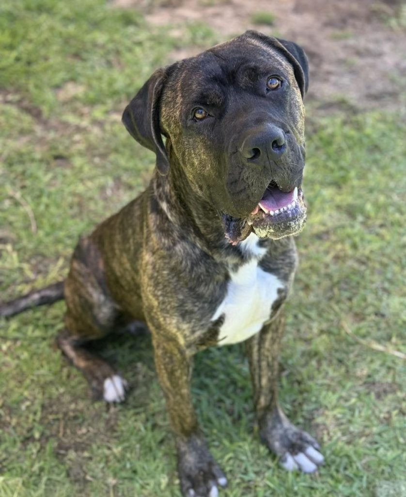 Boof – Dogs' Refuge Home