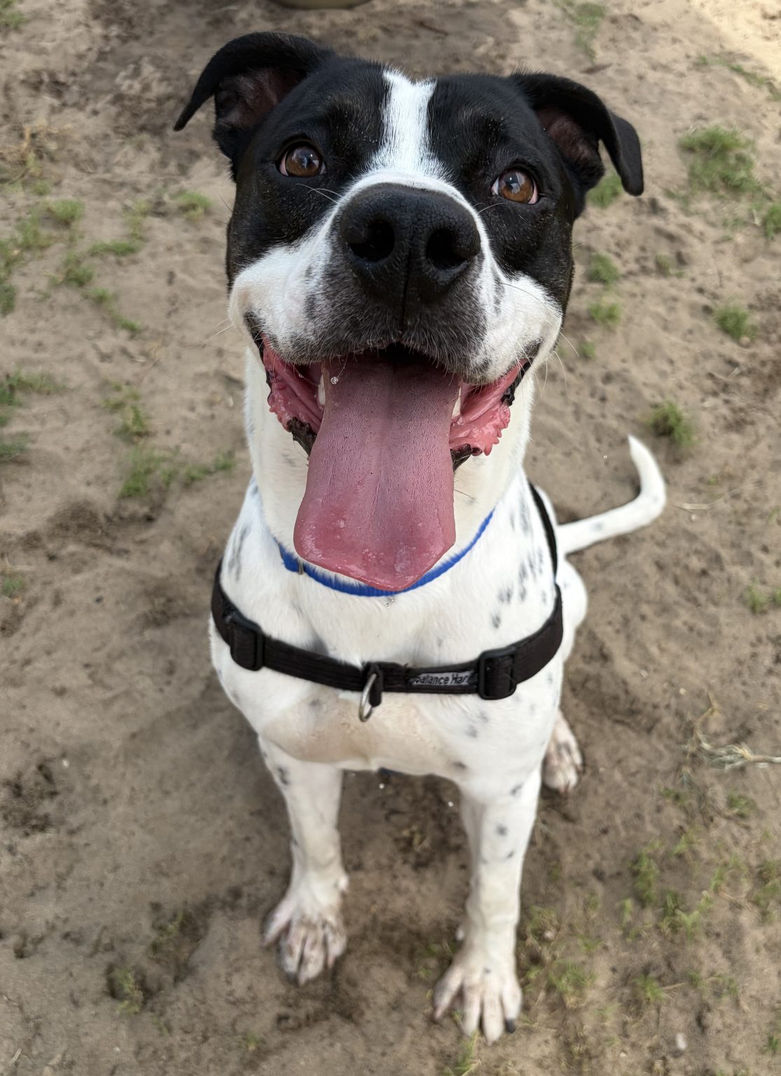 Bennett – Dogs' Refuge Home