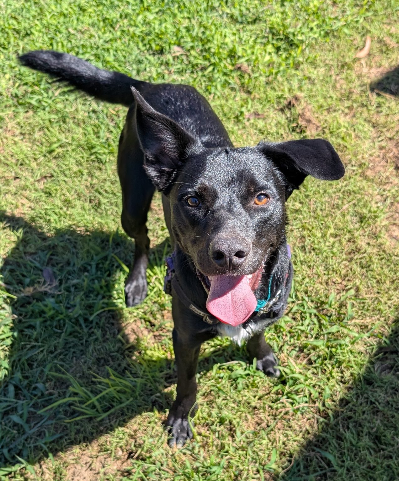 Rico – Dogs' Refuge Home