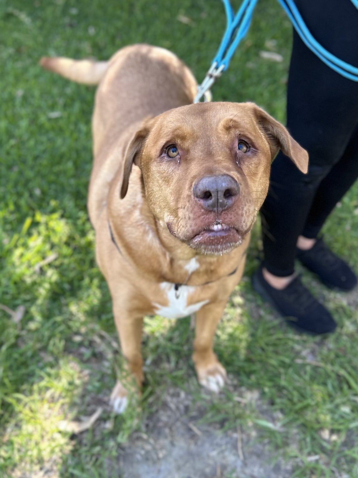 Amy – Dogs' Refuge Home