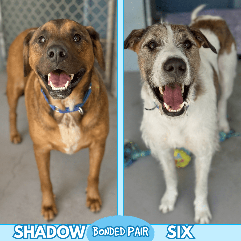 Shadow – Dogs' Refuge Home