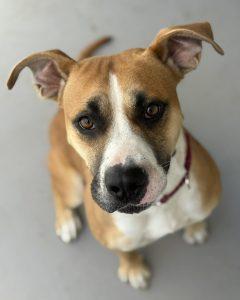 Sam – Dogs' Refuge Home