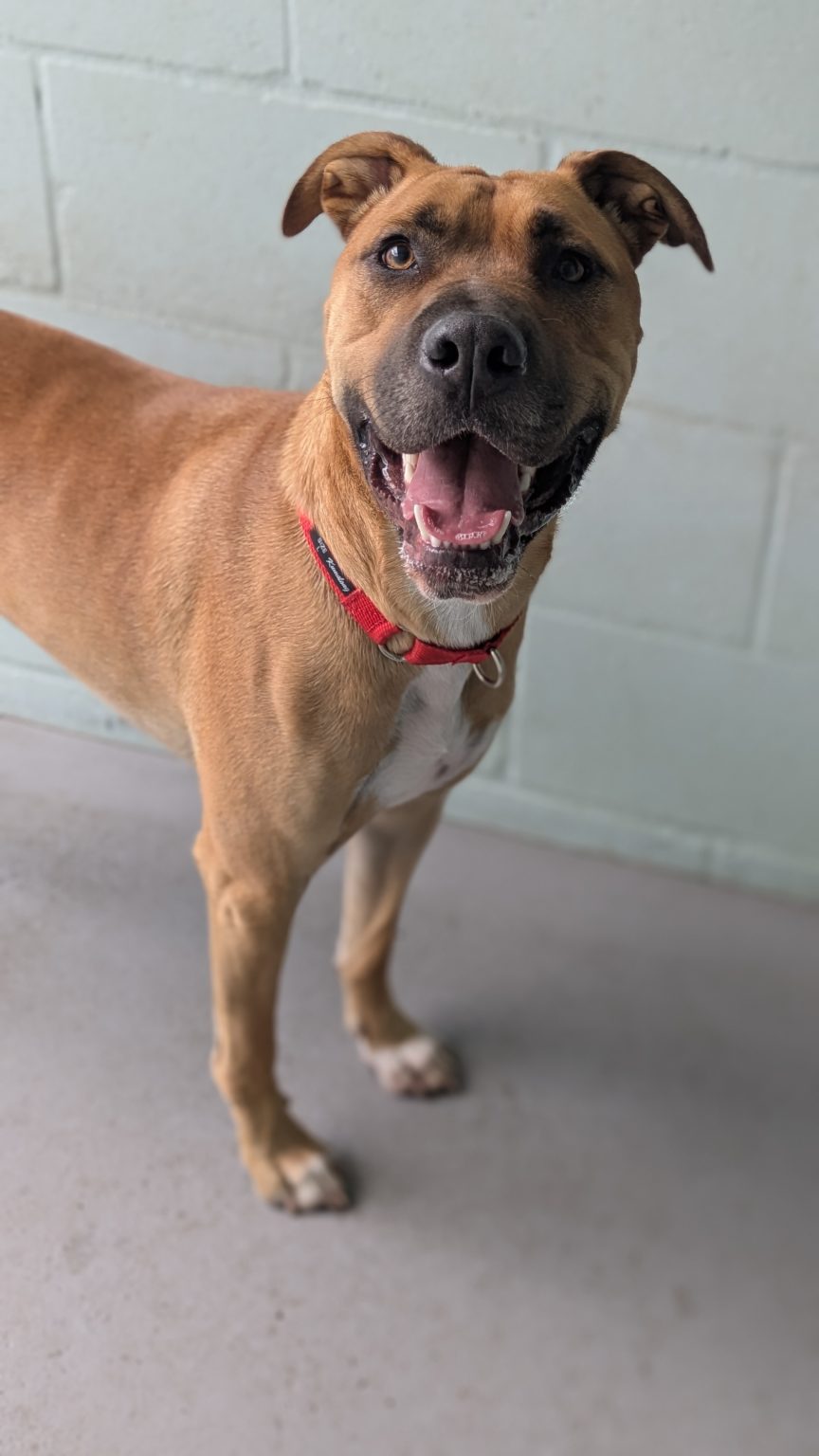 Teetee (theo) – Dogs' Refuge Home