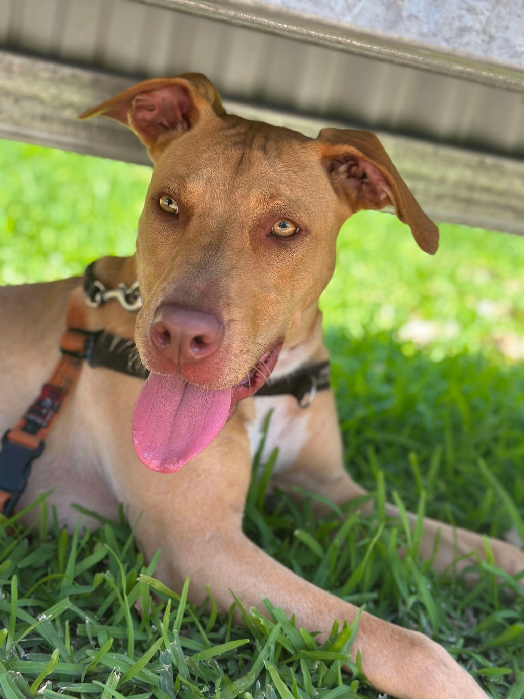 Harper - Dogs' Refuge Home