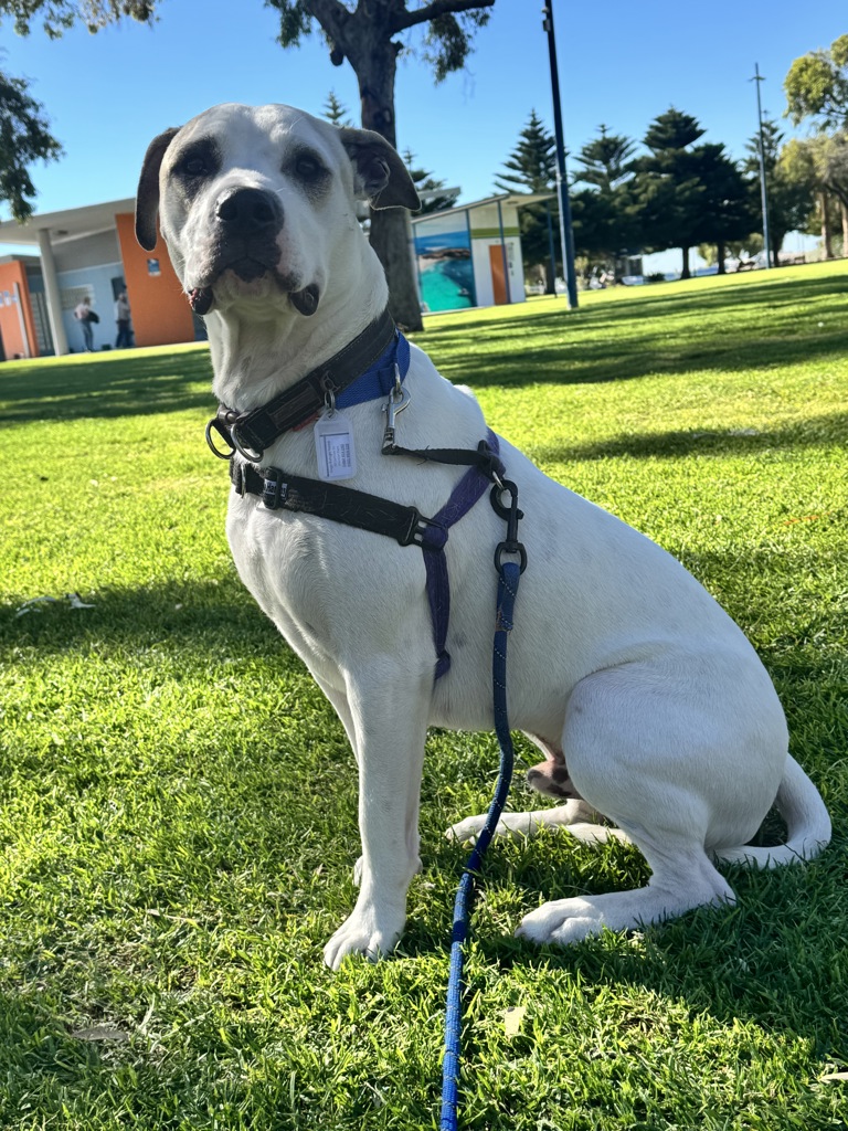 Balmain - Dogs' Refuge Home