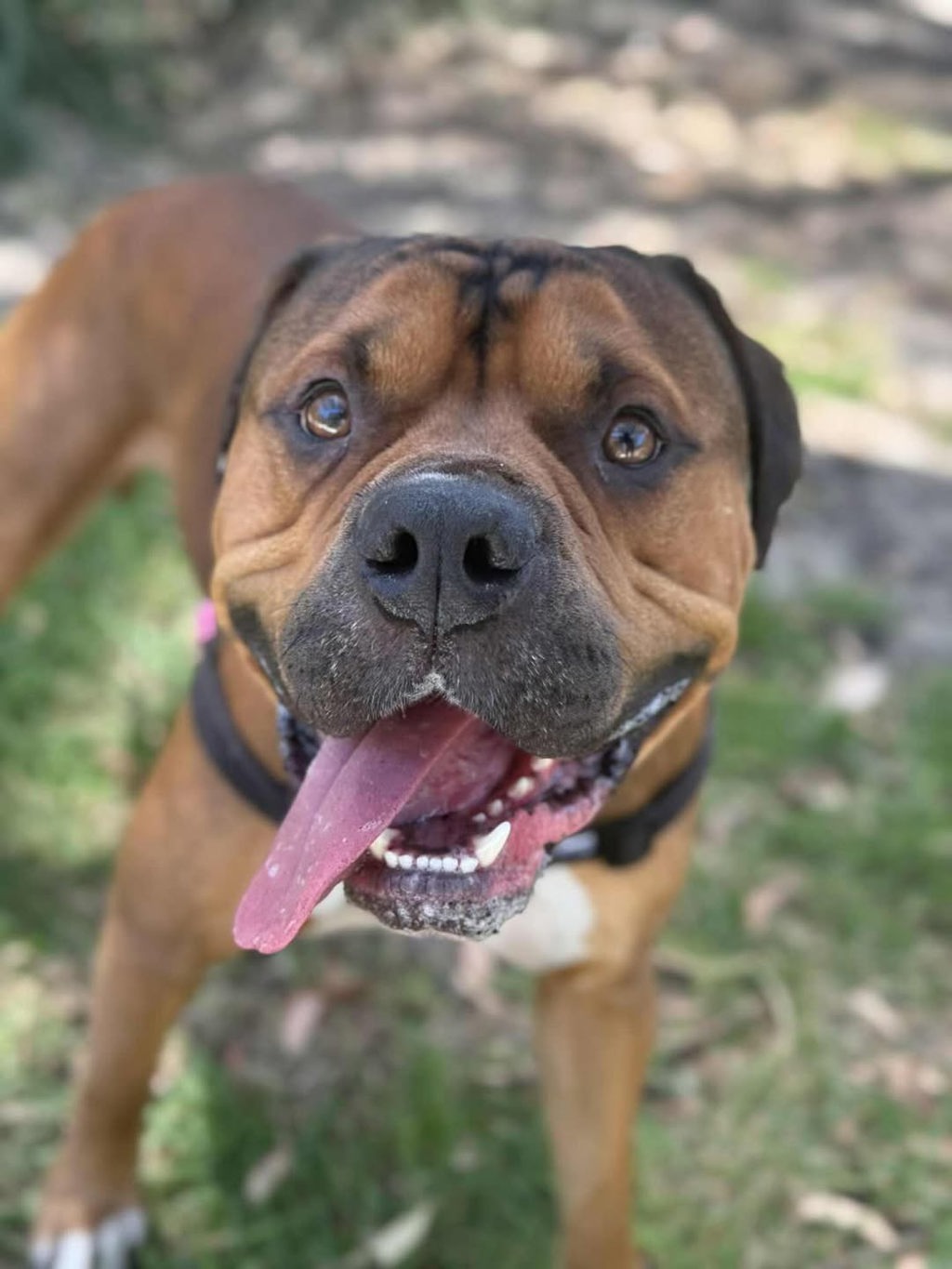 Sunny - Dogs' Refuge Home
