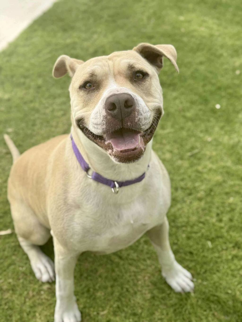 Soda - Dogs' Refuge Home