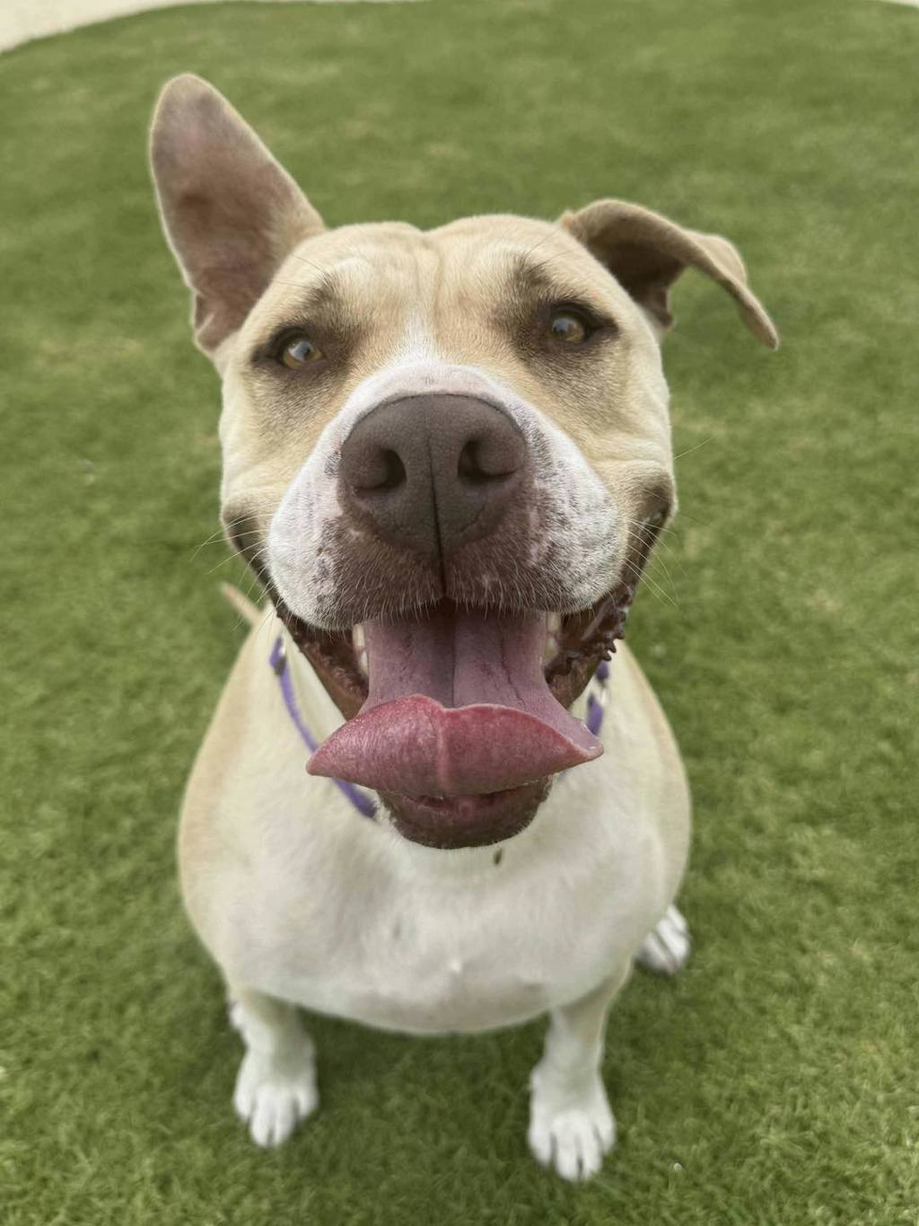 Soda - Dogs' Refuge Home