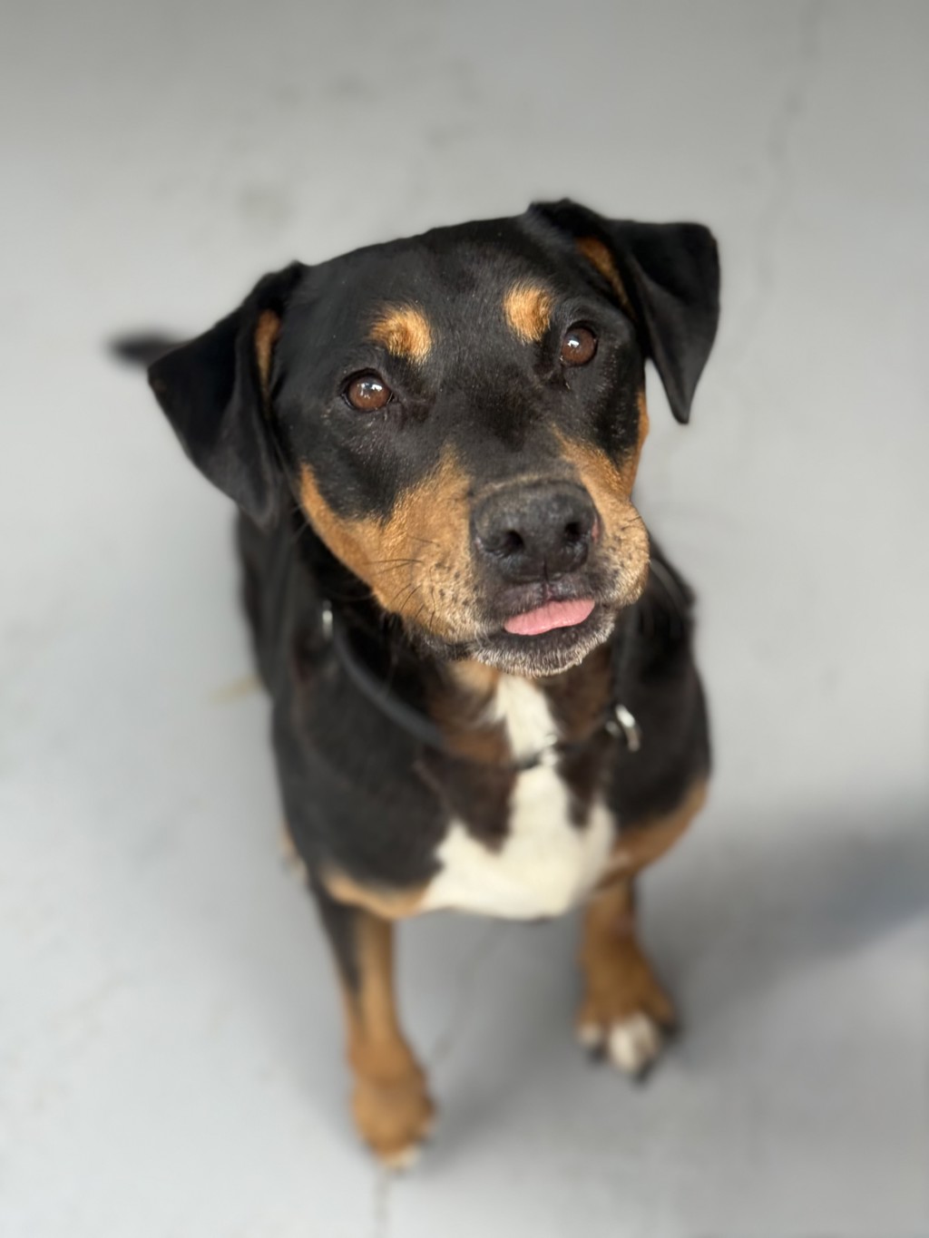 Leo - Dogs' Refuge Home