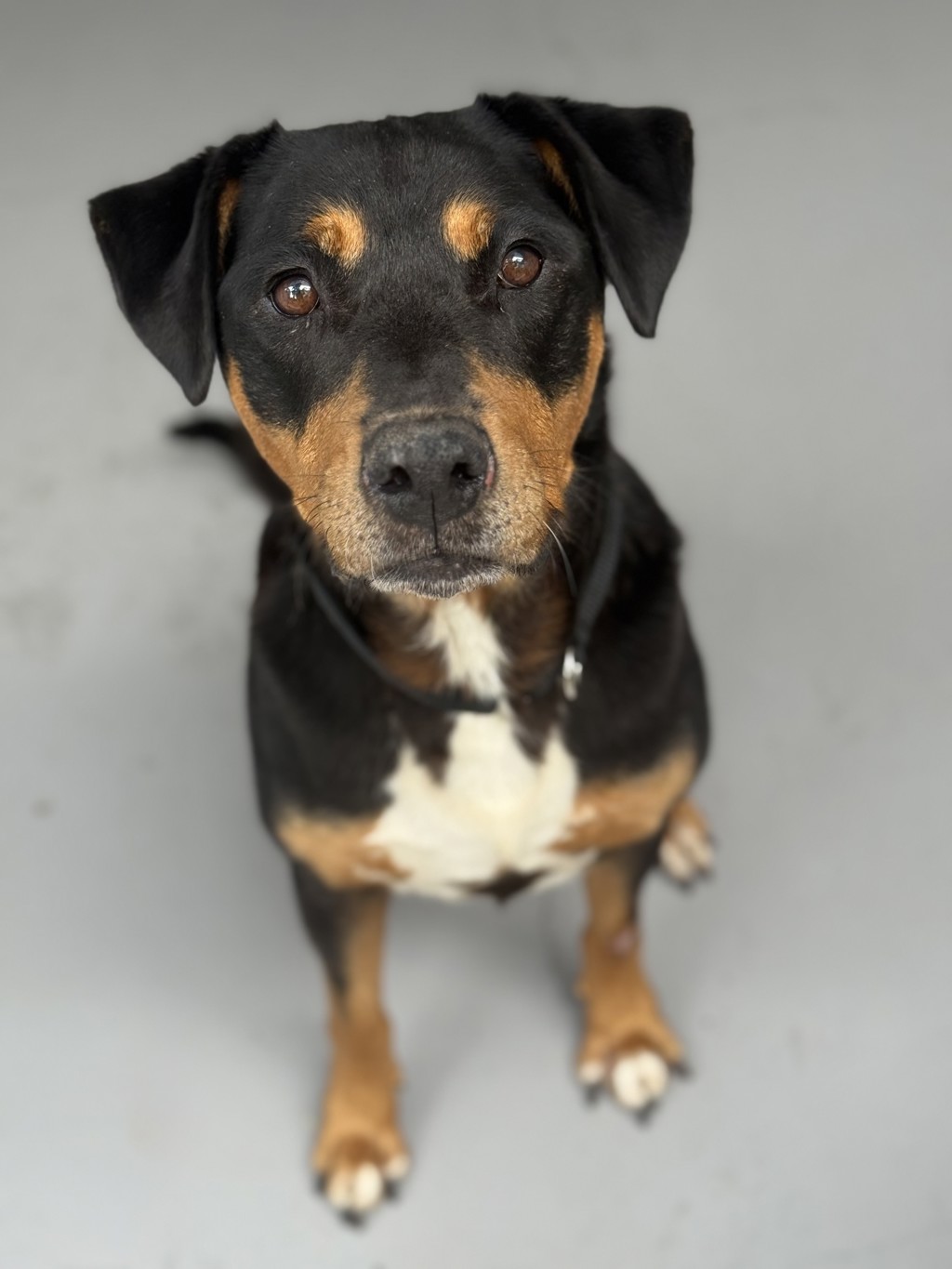 Leo - Dogs' Refuge Home