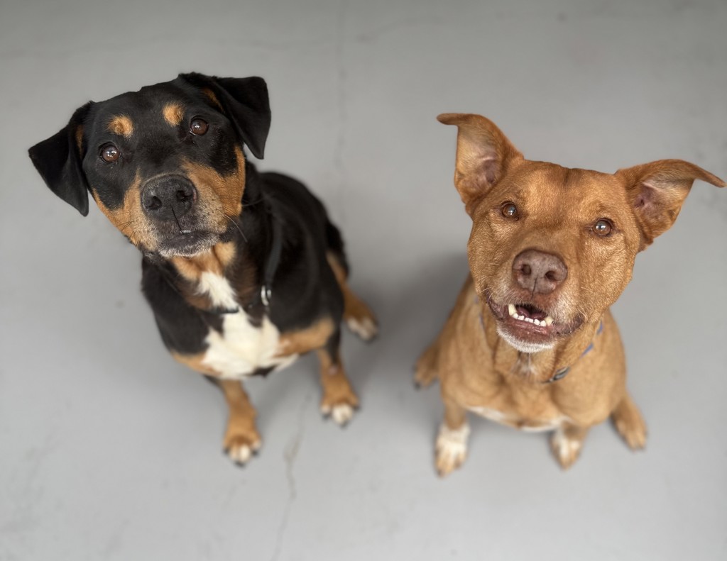 Bodhi - Dogs' Refuge Home