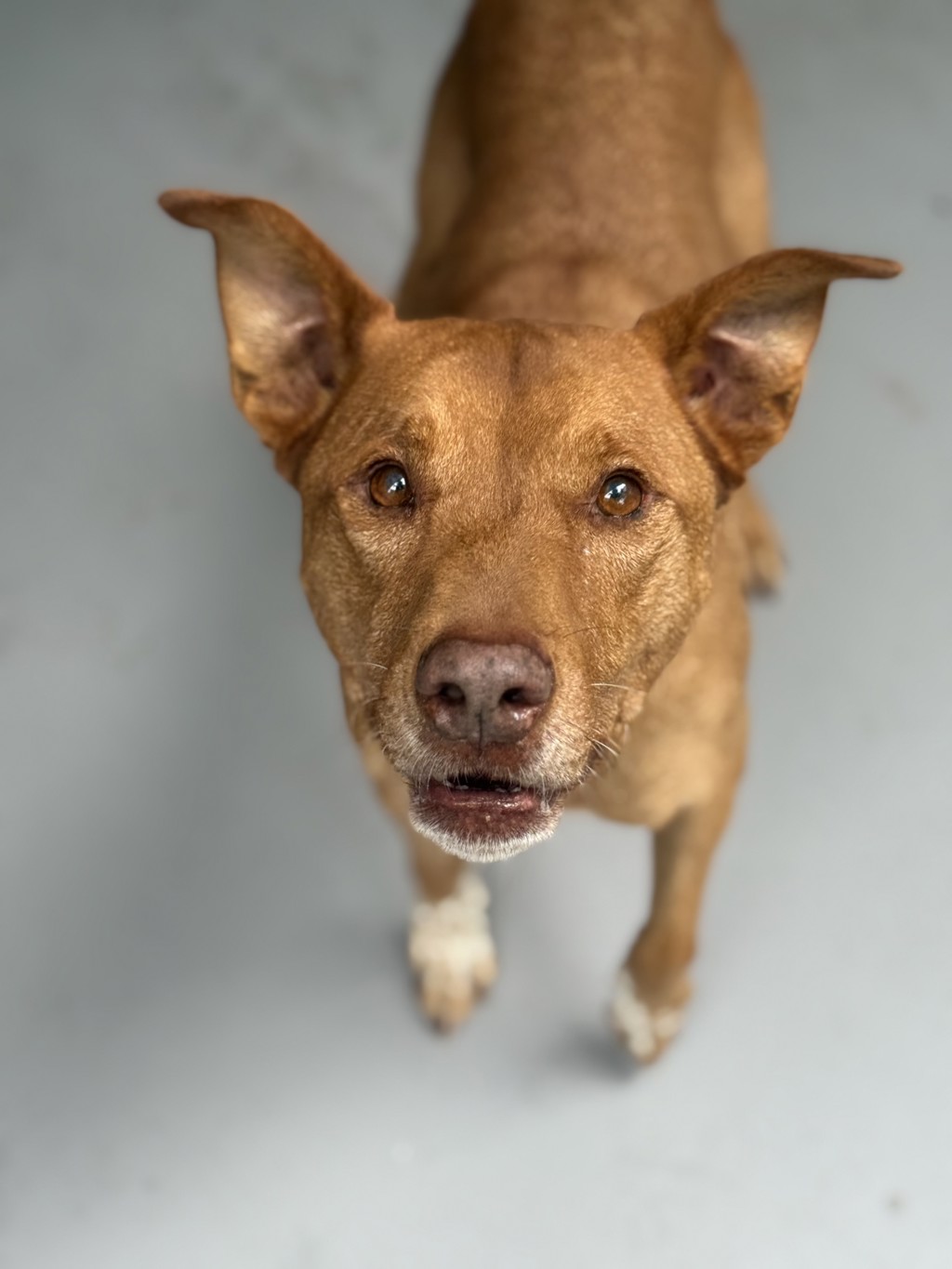 Bodhi - Dogs' Refuge Home