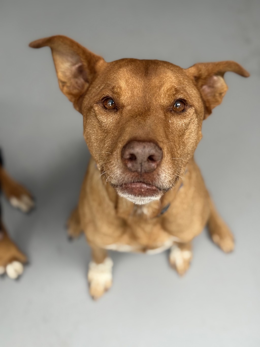 Bodhi - Dogs' Refuge Home