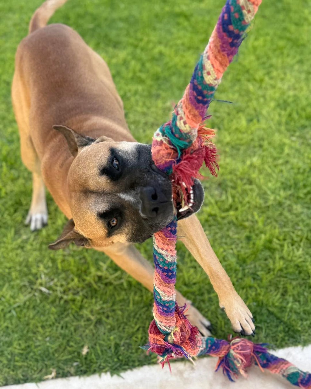 Kingsley - Dogs' Refuge Home