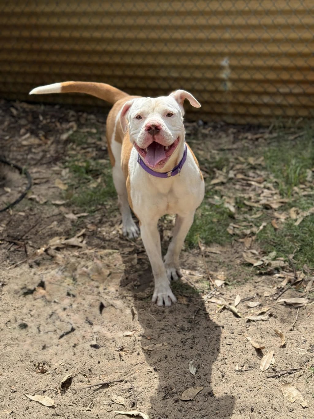 Cardi - Dogs' Refuge Home