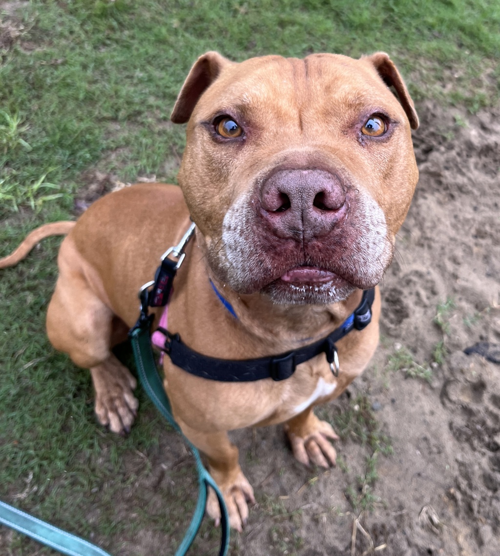 Tiger P - Dogs' Refuge Home