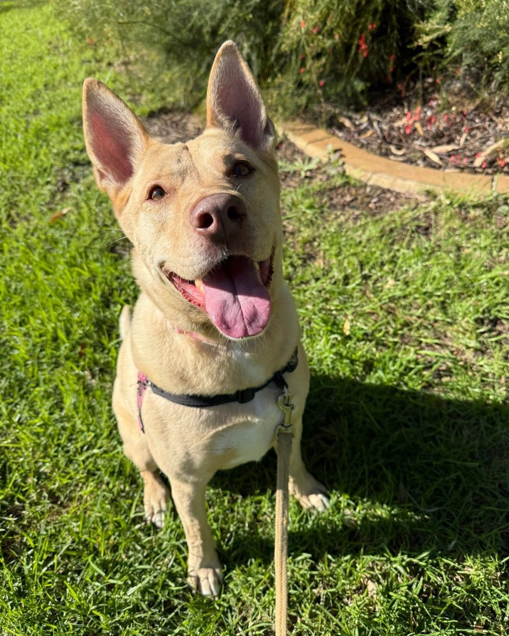 Ava - Dogs' Refuge Home