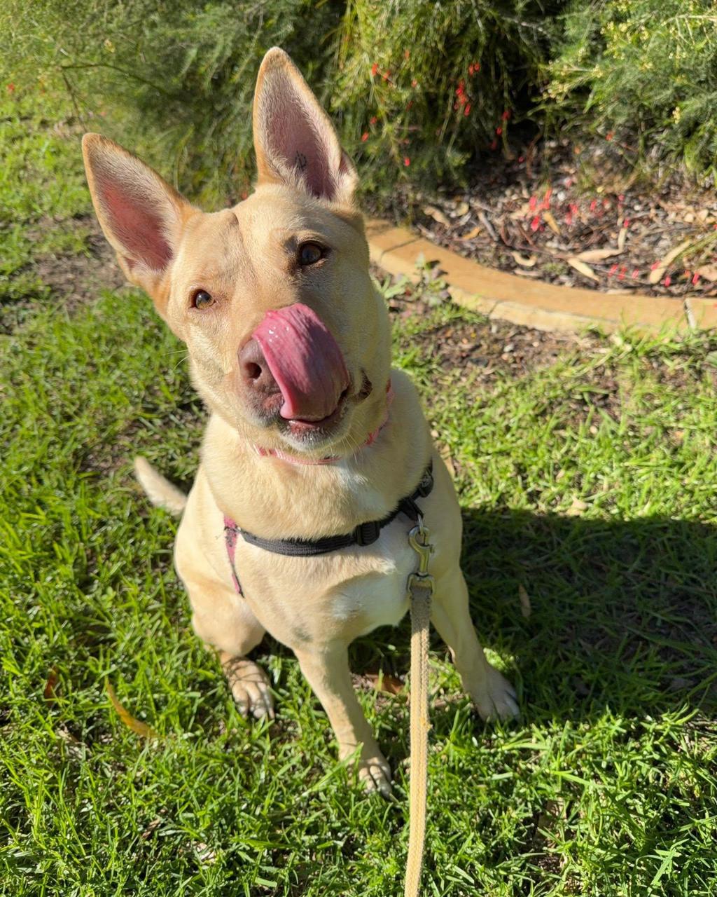 Ava - Dogs' Refuge Home