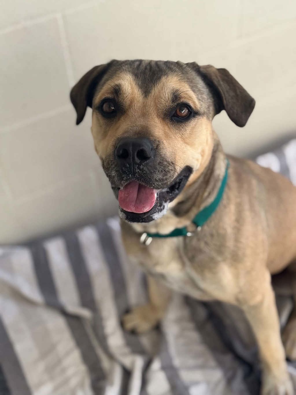 Mac - Dogs' Refuge Home