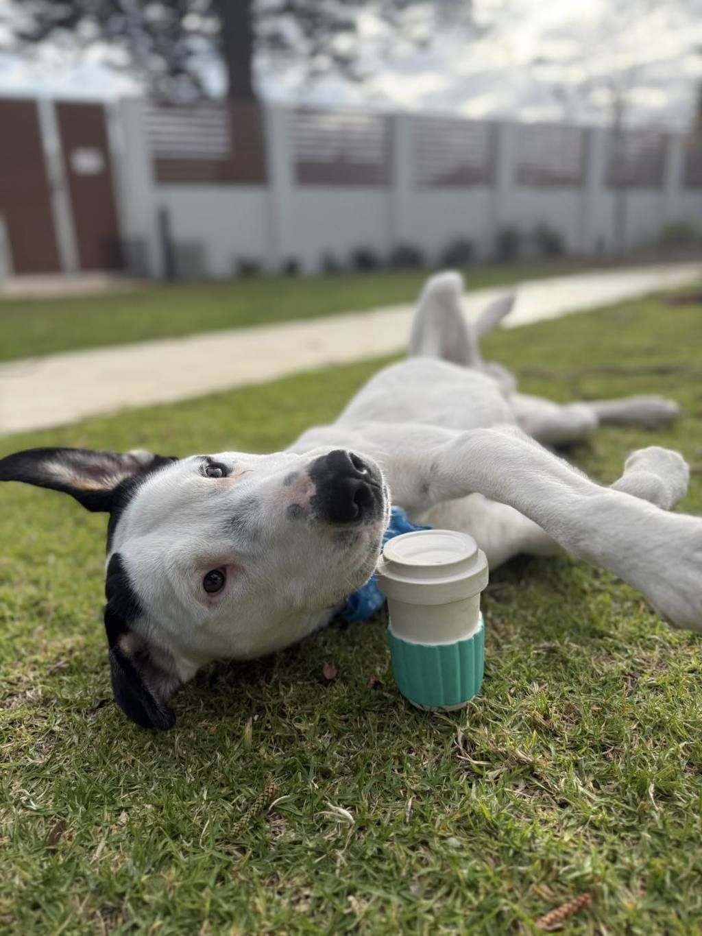 Bosco - Dogs' Refuge Home