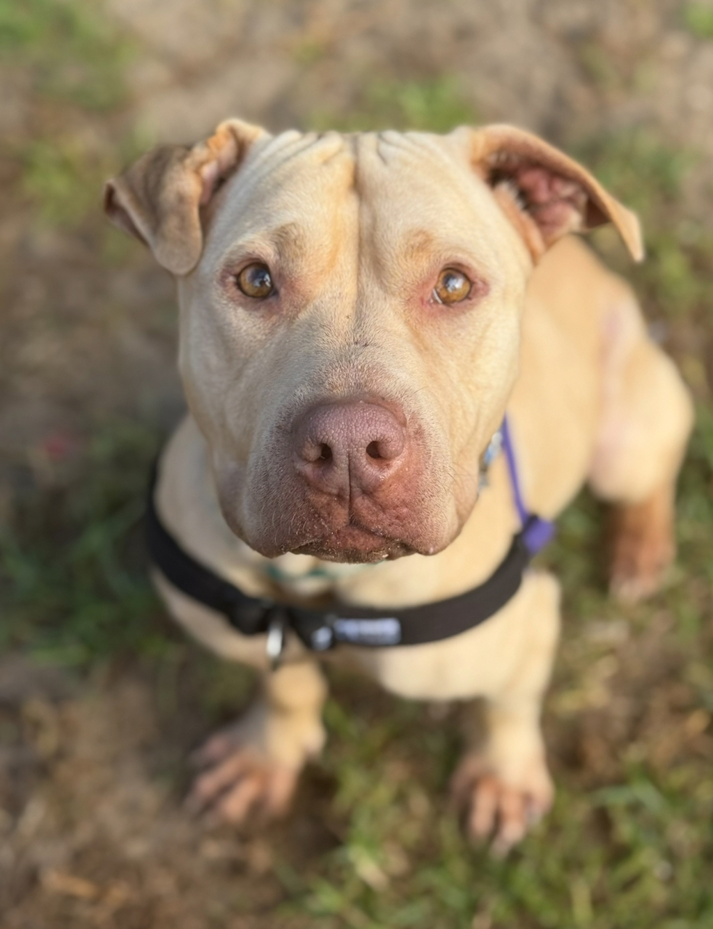 Dharma - Dogs' Refuge Home