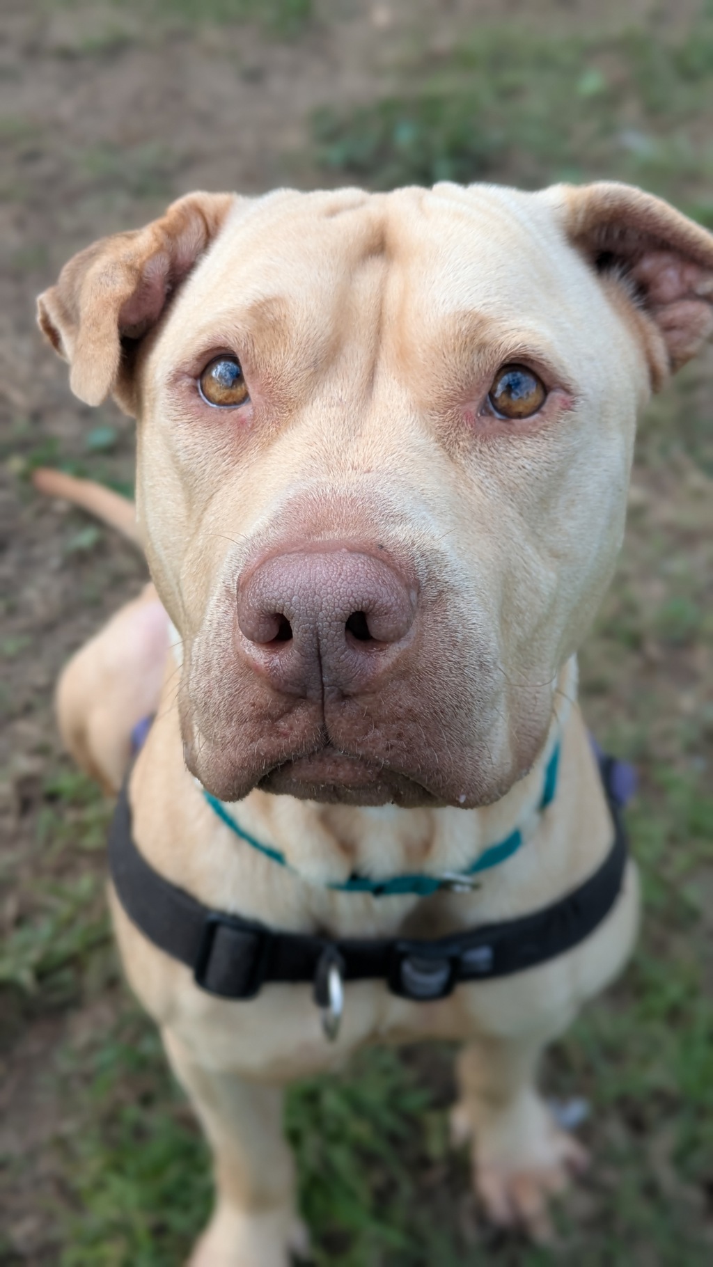 Dharma - Dogs' Refuge Home