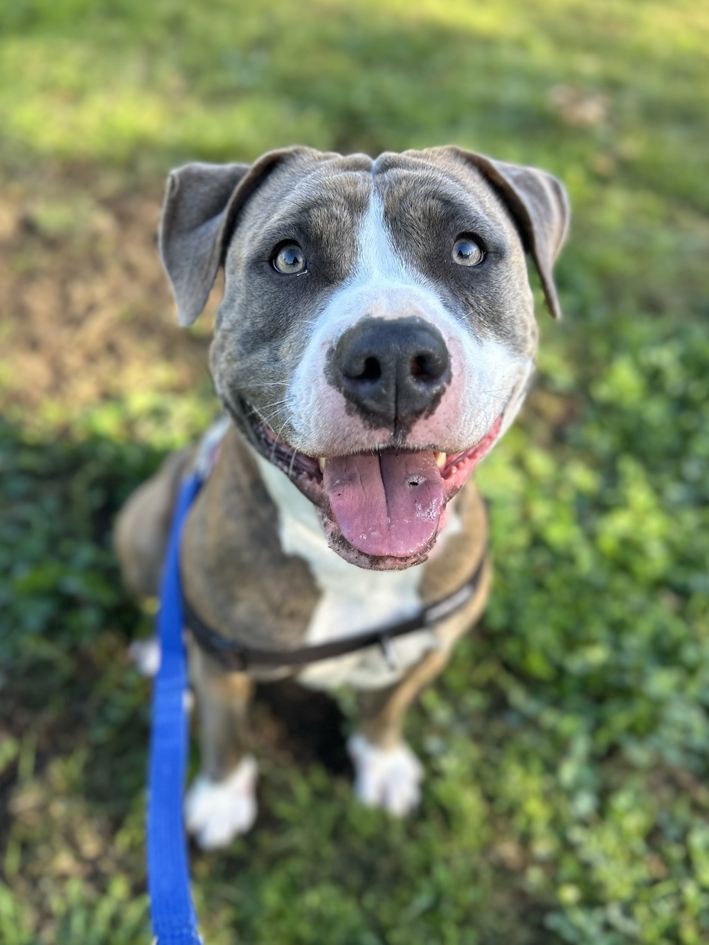 Heidi - Dogs' Refuge Home