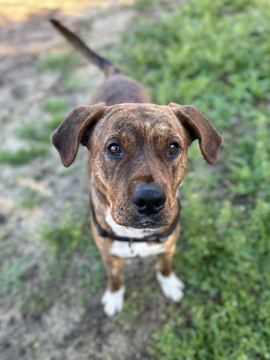 Google - Dogs' Refuge Home