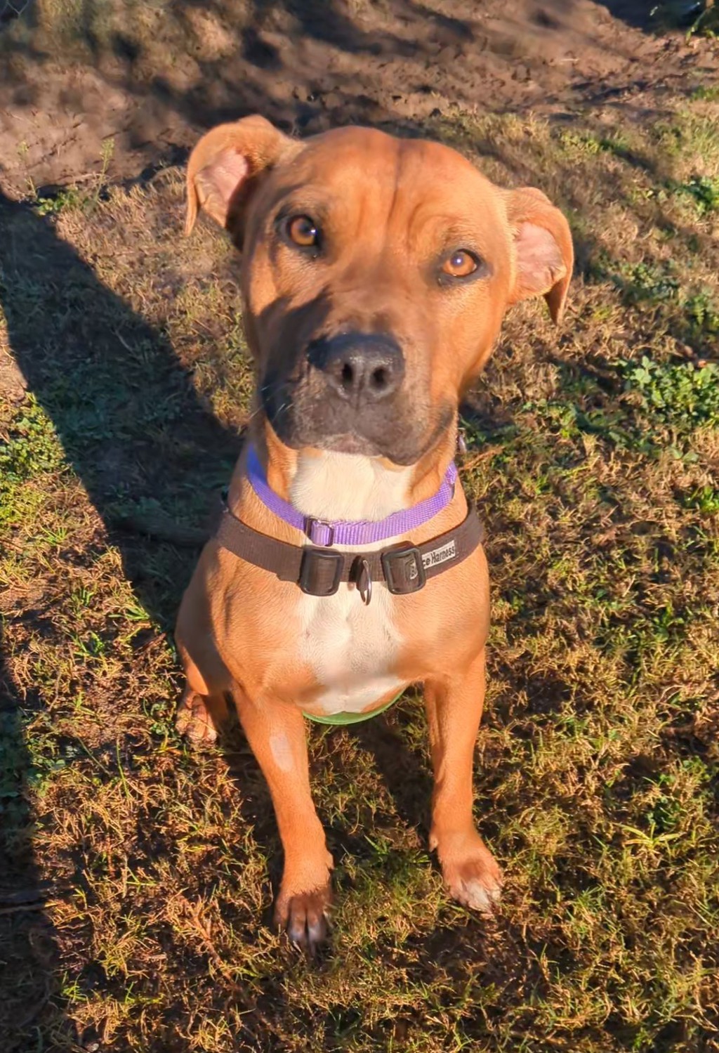 Ruby - Dogs' Refuge Home