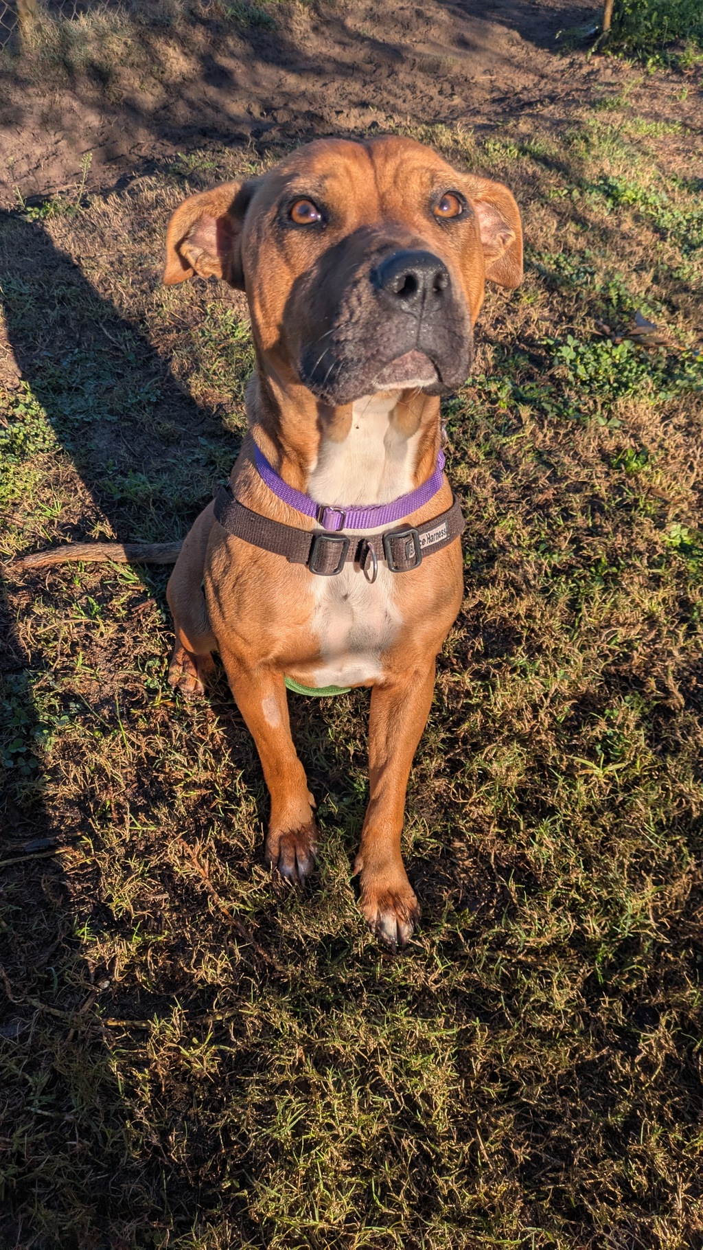 Ruby - Dogs' Refuge Home