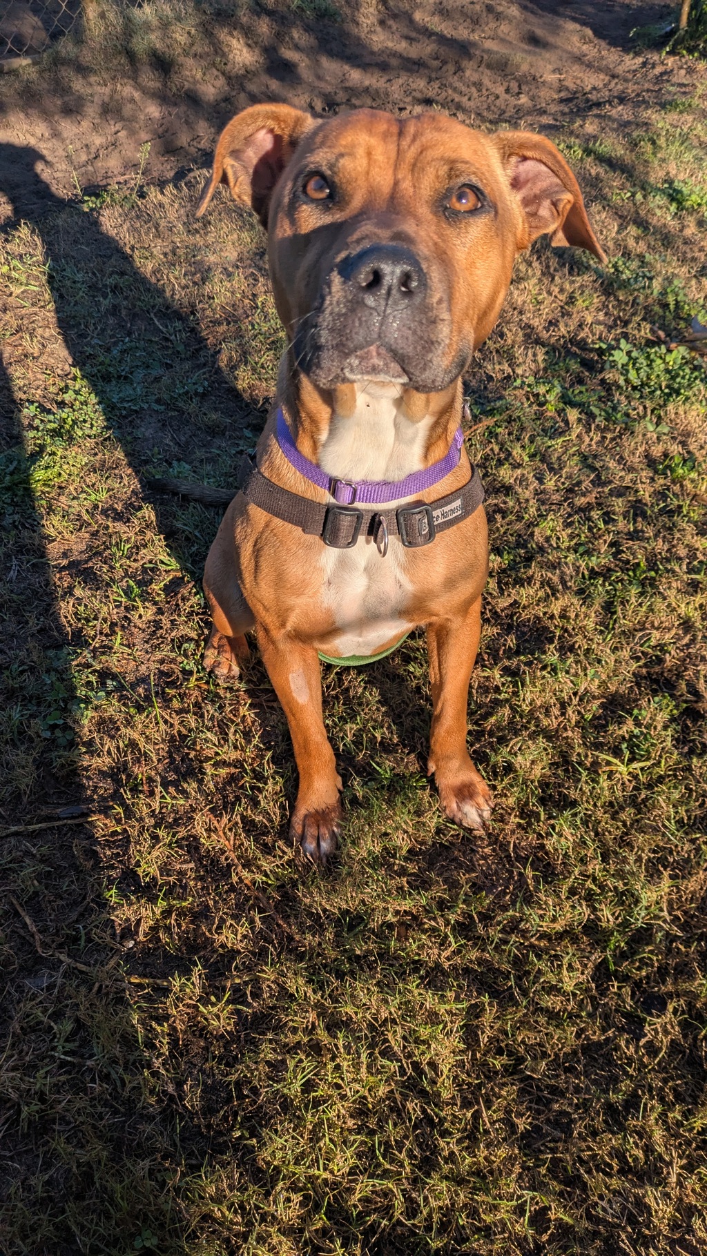 Ruby - Dogs' Refuge Home
