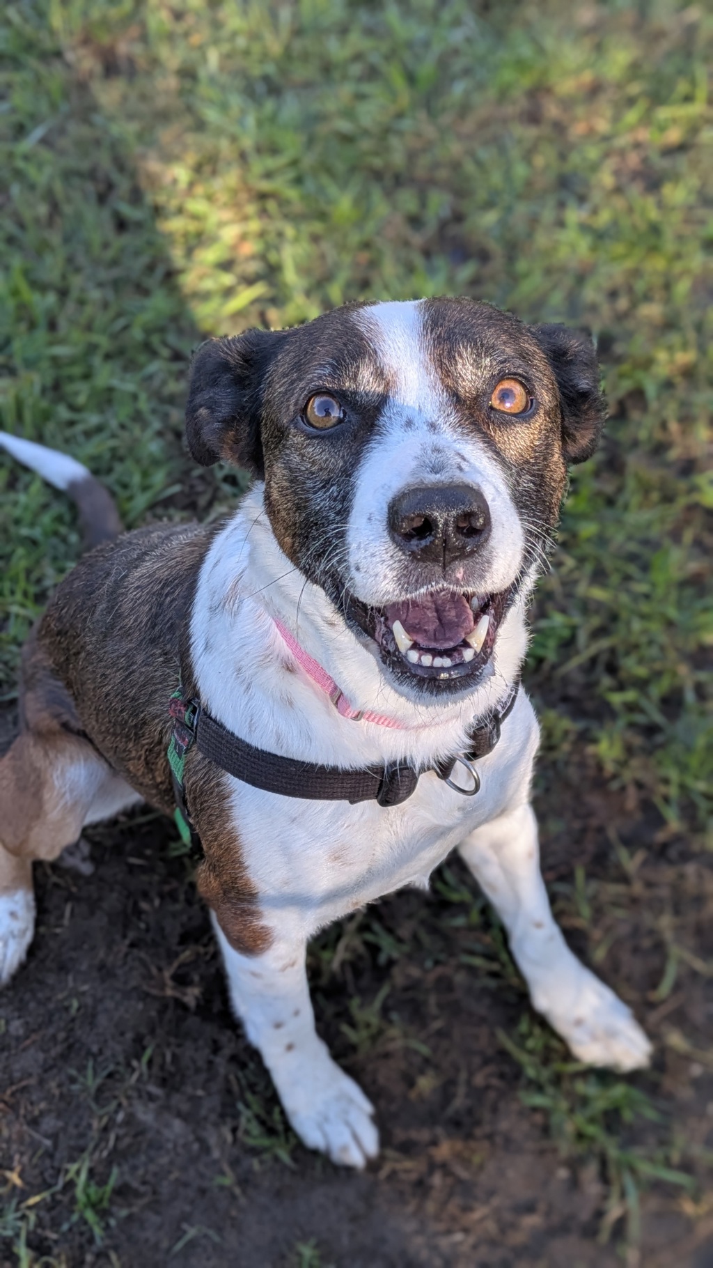 Alice - Dogs' Refuge Home